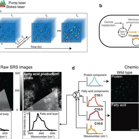 Inter‐ And Intra‐colony Heterogeneity Profiles Of Production Strains