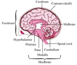 Notes Nervous System ICSE Class 10 Biology Download PDF