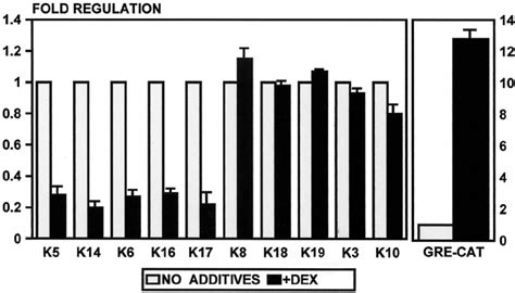 Gcs Suppress Transcription Of Five Epidermal Keratin Genes Primary
