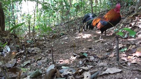 Qhia Cuab Hlua Qaib Qus Youtube