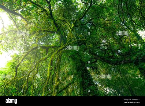 Green Tree Forest With Moss On Tree Branches Natural Carbon Capture