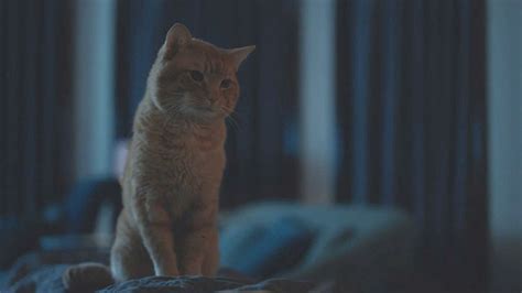 Adoring 2019 Cinema Cats