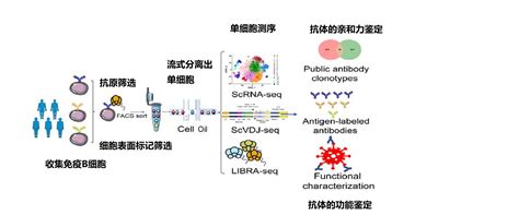 课程： 抗体工程2024春（2021生物技术）