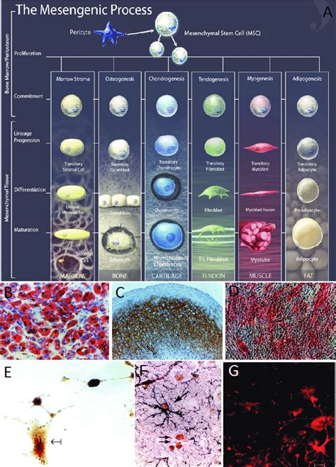 A The Mesengenic Process Typical Lineages Of Mesenchymal Stem Download Scientific Diagram