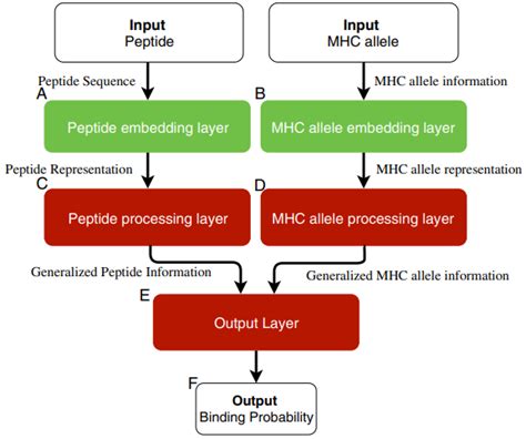 Mhcseqnet A Deep Neural Network Model For Universal Mhc Binding