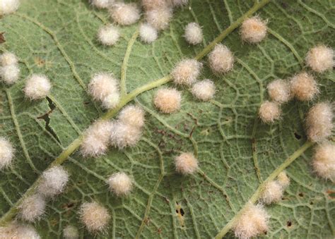 Leaf Galls Treatment