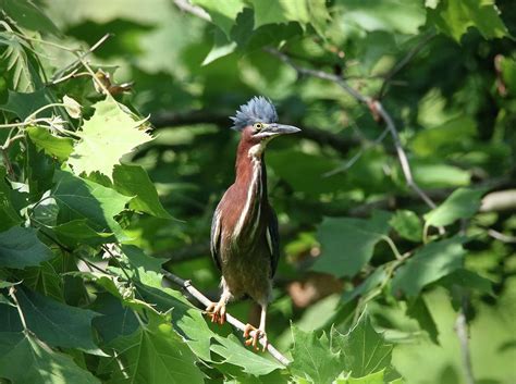 The Mow Hawk Photograph By Henry Day Pixels