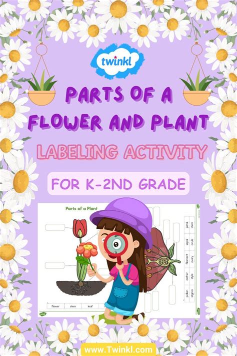 Parts Of A Flower And Plant Labeling Activity For K 2nd Grade Twinkl Usa Parts Of A Flower