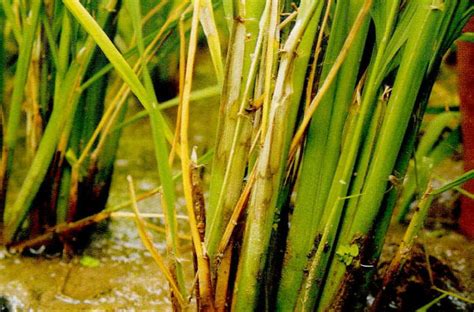 3 6 水稻纹枯病 植物病理学教学 图片