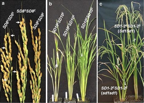 Genotypic Differences In The Traits Associated With Seed Dormancy Sd