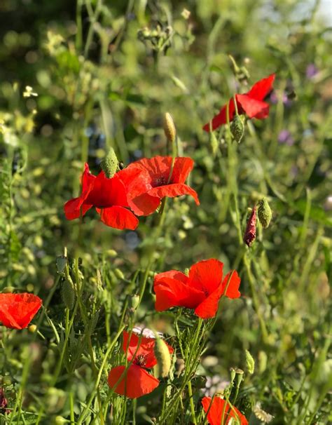 what are the light needs for long pricklyhead poppy in gardening type characteristics and