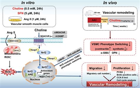 Acetylcholine Synthesis Pathway