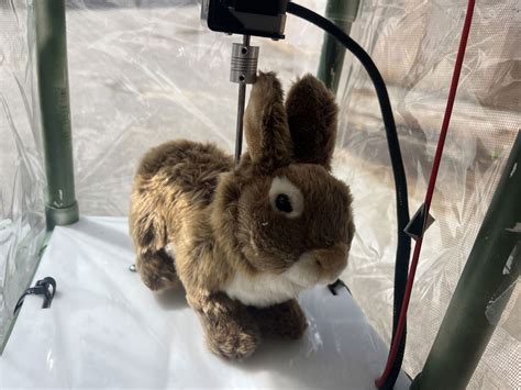 Robo Bunnies Are The Newest Weapon In The Fight Against Invasive