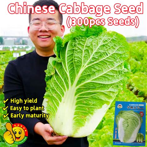 300pcs Heat Resist Chinese Cabbage Seeds Early Maturing Cabbage Vegetable Seeds For Pot Planting