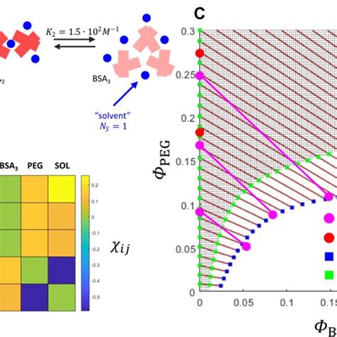 Phase Field Modeling Predicts Bsapeg Segregative Phase Separation A