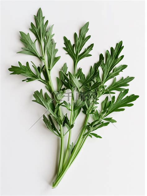 中药艾叶艾草高清摄影大图 千库网