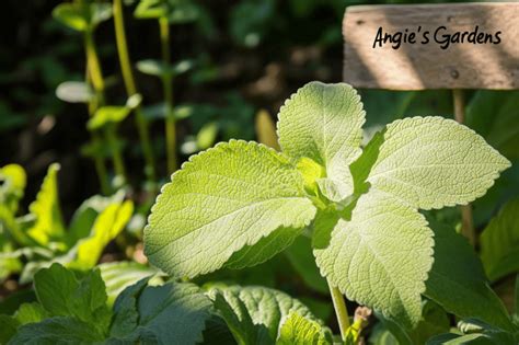 Boldo Leaf Guide Angies Gardens