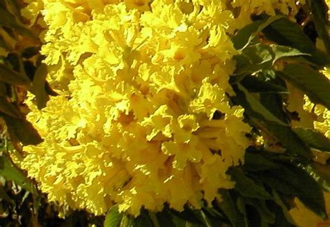 Travel Photo Thursday Jamaican Poui Tree InsideJourneys