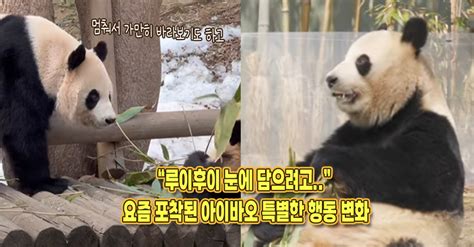 “한동안 가만히 바라보기도 해요” 요즘 루이후이 눈에 담으려고 아이바오가 한다는 행동 애니멀스토리
