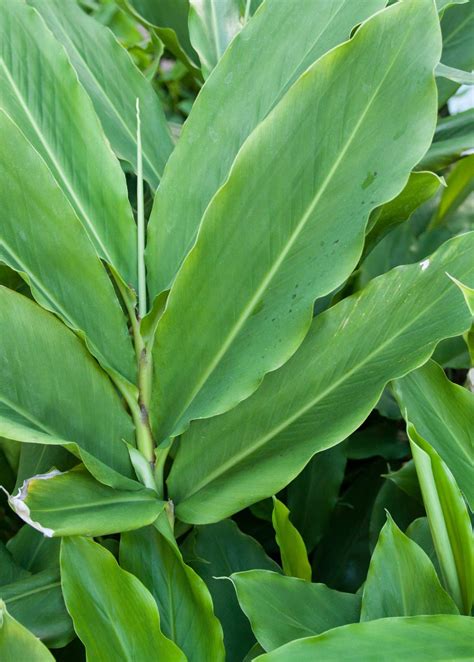 Cardamom Plant Images