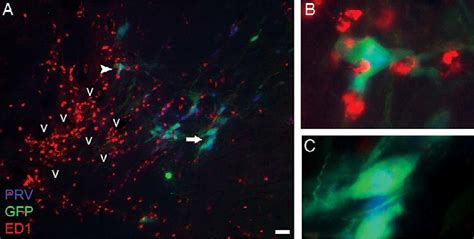 Recruitment Of Ed1 Positive Mononuclear Phagocytes In The Download Scientific Diagram