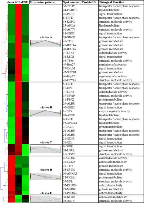 Hierarchical Clustering And Functional Classification Of The Changes In