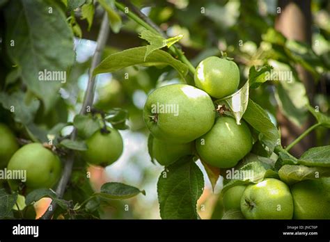 Apple Tree With Green Apples Close Up Stock Photo Alamy