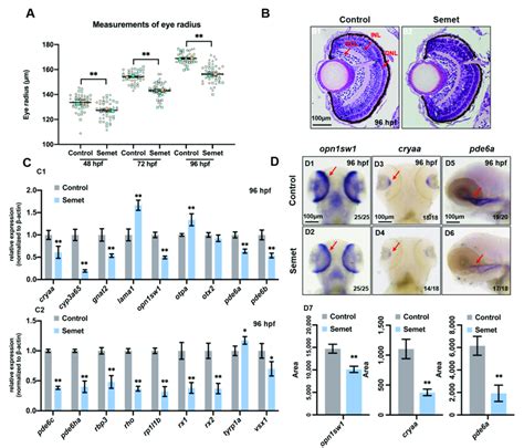 Eye Developmental Defects In Selenium Treated Embryos A Measurement Download Scientific