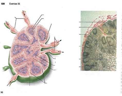 Label Lymph Node Quiz