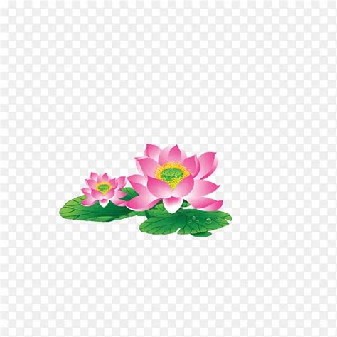 荷花PNG图片素材下载 图片编号qdollkkg 免抠素材网