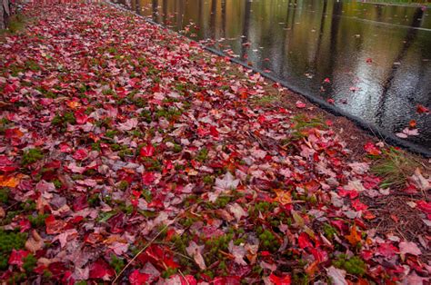 비가 내린 후 젖은 아스팔트 도로는 길가의 화려한 가을 숲과 붉은 단풍 사이입니다 0명에 대한 스톡 사진 및 기타 이미지 0명 가로수 가을 Istock