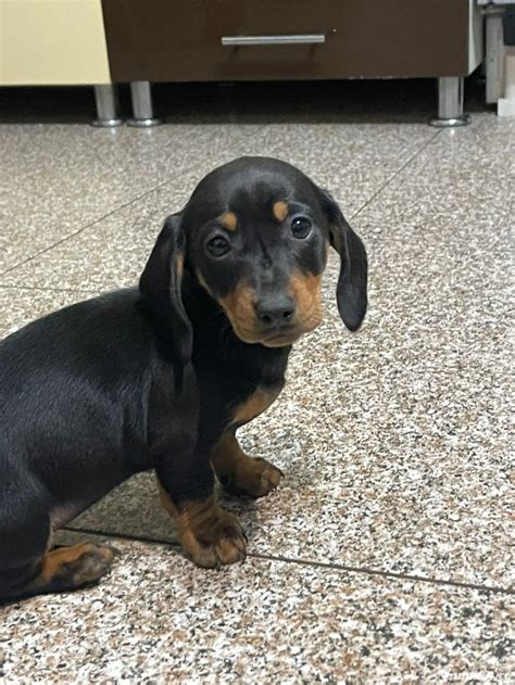 Catei Teckel Arad Animale