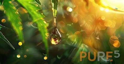 A Guide To Cannabis Extraction Methods And Technology