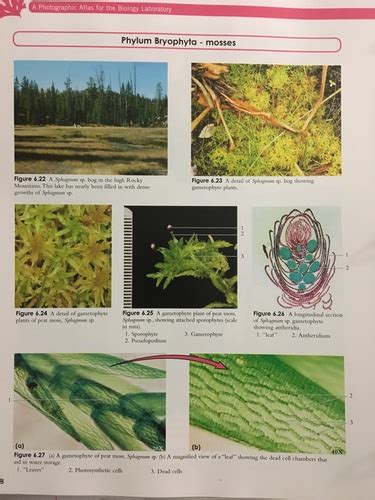 Plant Life Cycles Lab 5 Flashcards Quizlet