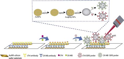 Schematic Representation Of Sers Based Sandwich Immunoassay For The
