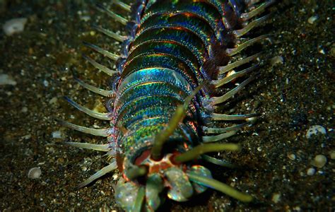 Bobbit Worm Christoph Troesch
