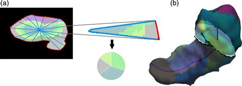 relationship between surface and volumetric subfield composition a