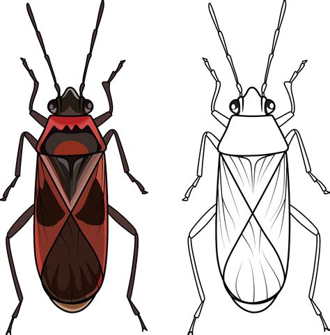 Plane Tree Bug Or Arocatus Longiceps Vector Image 26819317 Vector Art At Vecteezy
