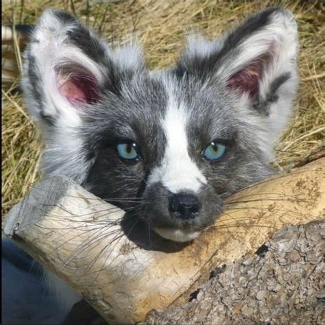 Adorable Red Fox With Blue Eyes Marble Fox Color Canadian Marble Fox