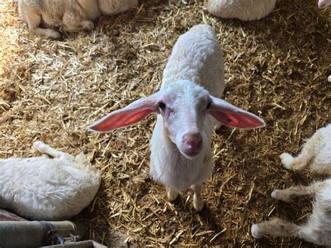 Развъдна асоциация на Развъдна асоциация на млечни овце