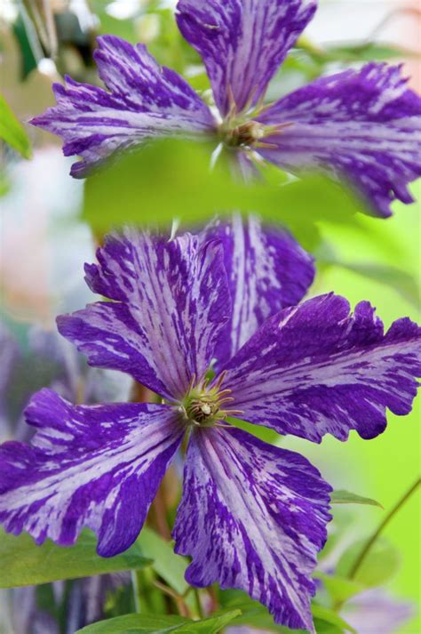 Клематис Тай Дай Описание И Фото – Telegraph