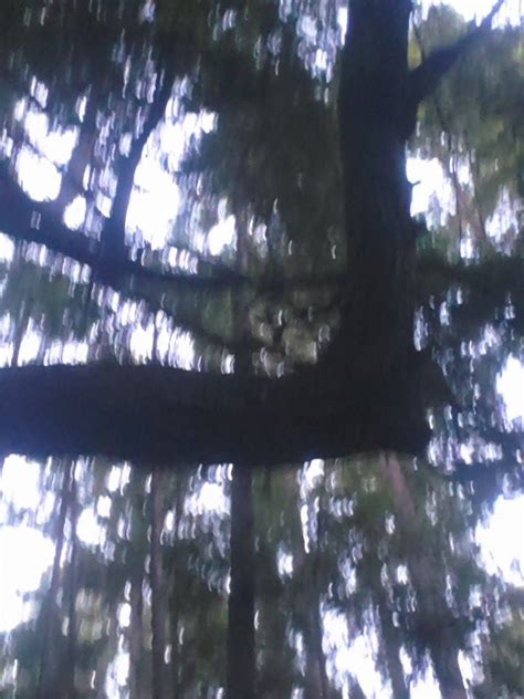 This Tree Branch Bends At A 90 Angle R Mildlyinteresting