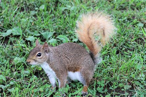 Squirrel On The Ground Photograph By Dwight Cook Pixels