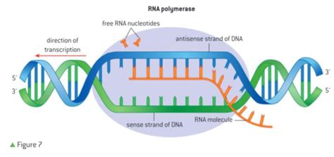 Unit Transcription And Gene Expression Unit Translation Unit Genetic Engineering