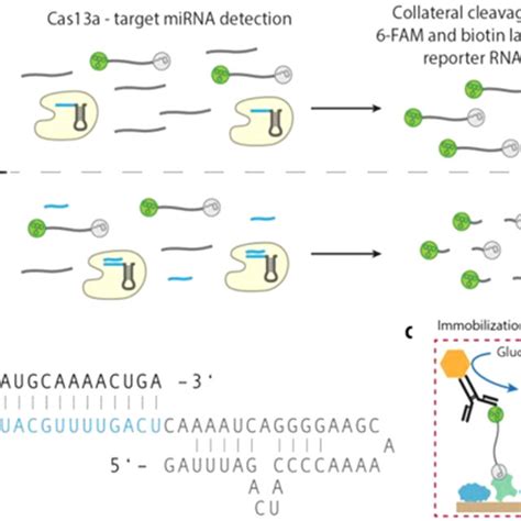 A Microfluidic Ec Biosensor Based On Crispr Cas13 For The Detection Of Download Scientific