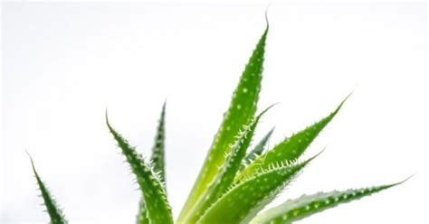 알로에 아보레센스 식품원료에서 삭제되다