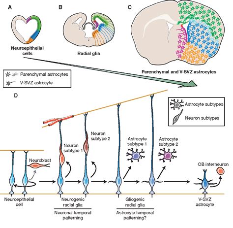 Figure 1 From Astrocyte Development And Heterogeneity Semantic Scholar