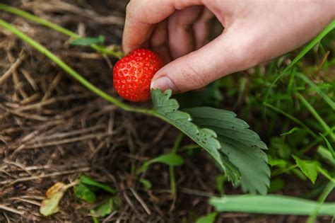 원예 및 농업 개념 정원에서 빨간 신선한 잘 익은 유기농 딸기를 수확 하는 여성 농장 노동자 손 채식주의 자 집에서 재배 한