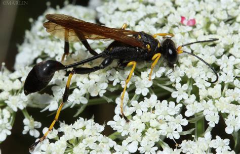 Dauber Wasp