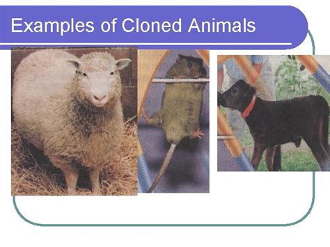 Cloning Cloning What Is It L The Production
